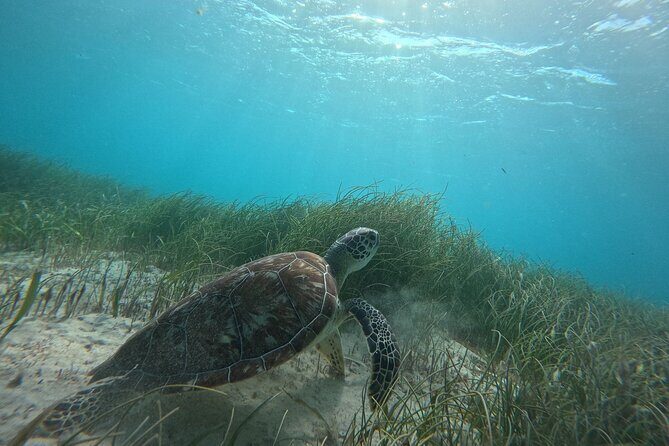 Snorkel at the Reef 2 HOURS Puerto Morelos National park - Practical Tips for Making the Most of Your Tour