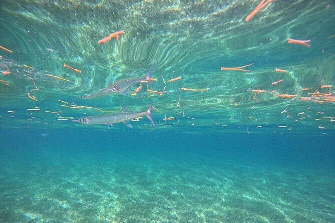 Snorkel at the Reef 2 HOURS Puerto Morelos National park - FAQ