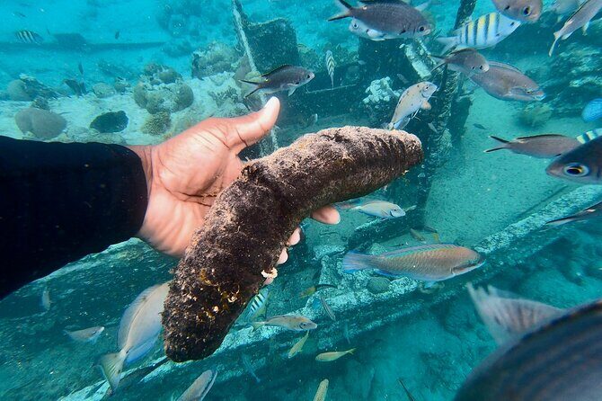 Snorkel boat trip: Sunken ship, old dutch fort & spanish bay - Who Is This Tour Best For?