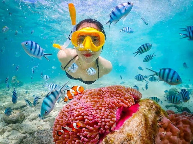 Snorkel & Chill: Nemo Island Trip from Pattaya - Key Points