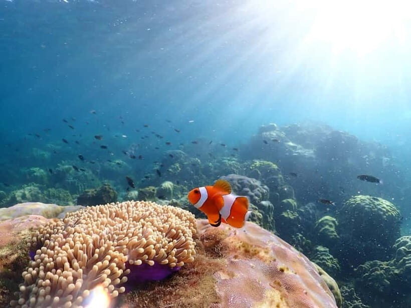 Snorkel & Chill: Nemo Island Trip from Pattaya - The Experience in Detail