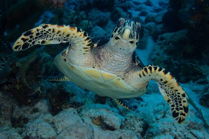 Snorkel Experience in Bonaire - An Authentic Caribbean Snorkeling Experience