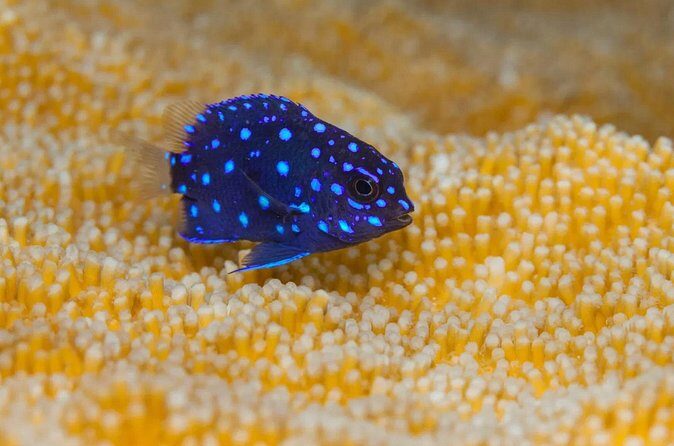 Snorkel Experience in Bonaire - The Sum Up: Why This Tour Is a Great Choice