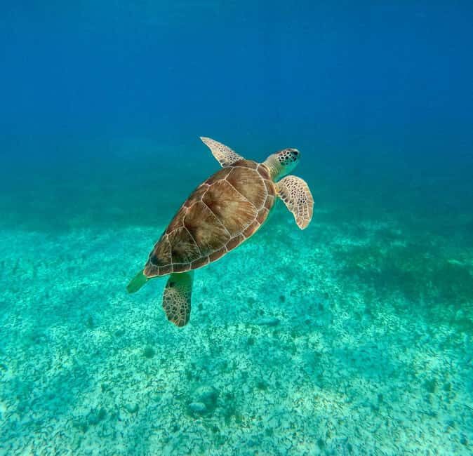 Snorkel in Cozumel and visit to El Cielo - Why Choose This Tour?