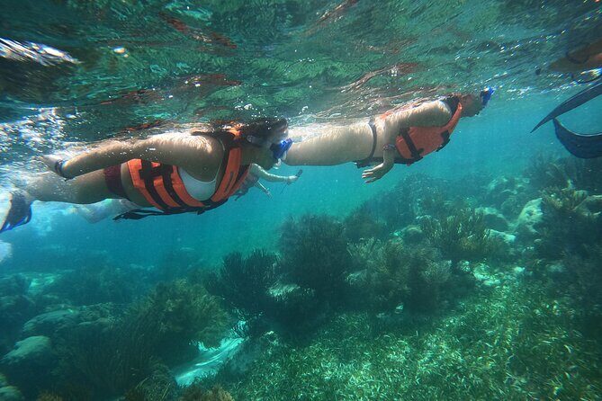 Snorkel in the beautiful reef of Puerto Morelos with transport - The Details: What Does the Tour Include?