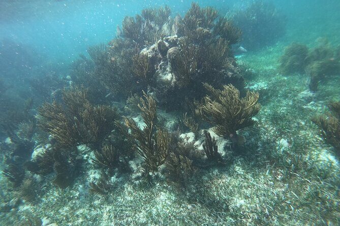 Snorkel in the beautiful reef of Puerto Morelos with transport - Why Choose This Tour?