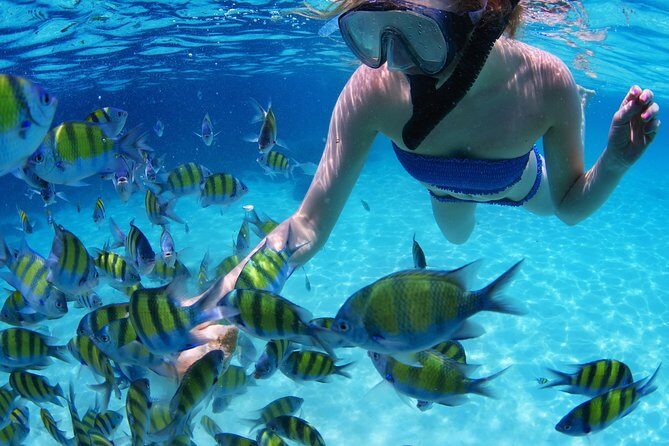 Snorkel in the turquoise Caribbean Sea in Puerto Morelos. Transport included - Key Points