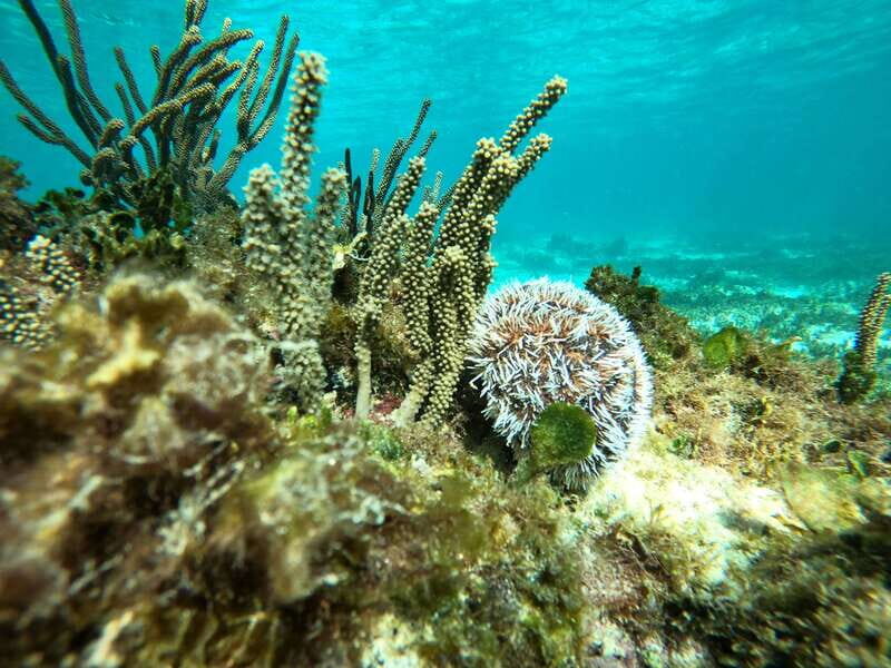 SNORKEL IN TULUM REEF, BOAT RIDE AND CALETA - Key Points