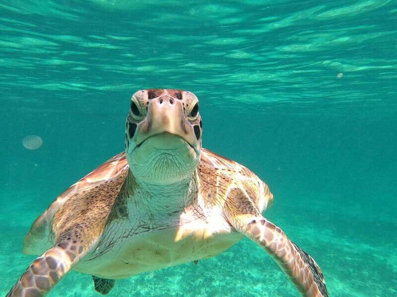 SNORKEL IN TULUM REEF, BOAT RIDE AND CALETA - Authentic Insights from Reviewers