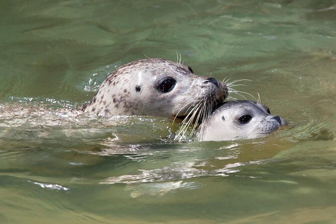Snorkel, Kayak, and Seal Adventure: Vancouver Boat Tour - Who Will Love This Tour?