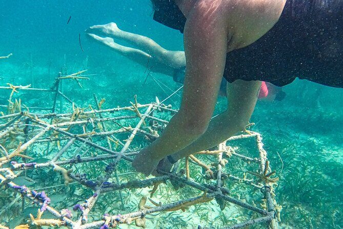 Snorkel Lovers for All Ages & Premium Seafood Lunch in Punta Cana - FAQ