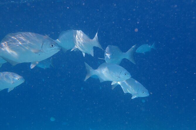 Snorkel marathon - The Itinerary: What to Expect on the Snorkel Marathon