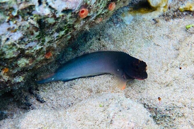 Snorkel marathon - The Real Experience: What Travelers Are Saying