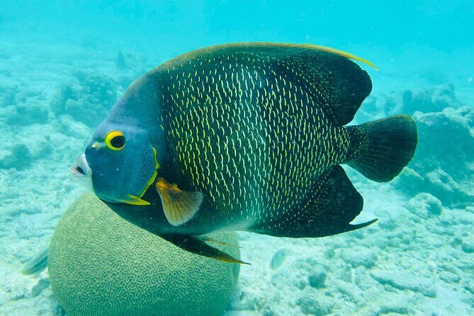 Snorkel marathon - The Sum Up: Who Should Consider This Tour?