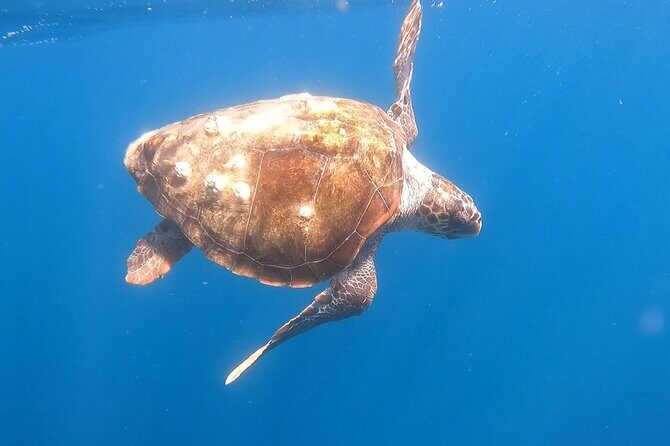 Snorkel Privately in Cabo San Lucas - Itinerary & Stops