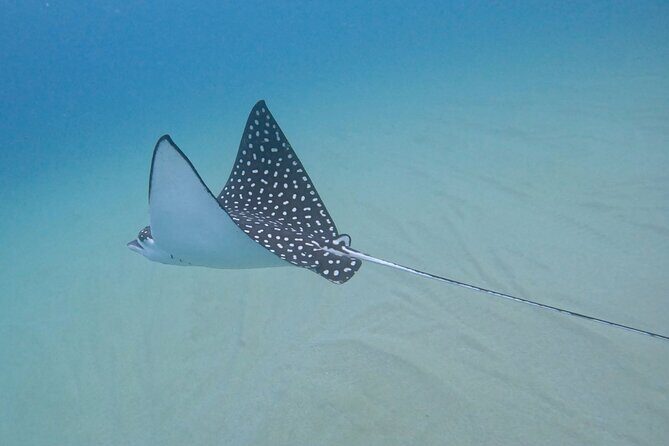 Snorkel Privately in Cabo San Lucas - Marine Life & Snorkeling