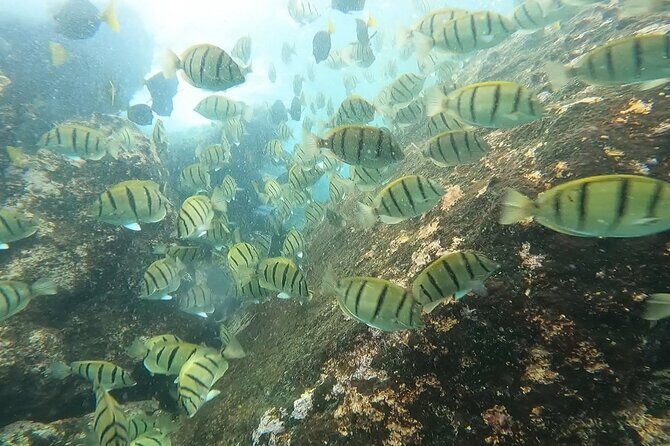 Snorkel Privately in Cabo San Lucas - Final Thoughts