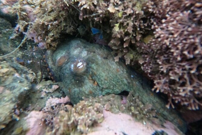 Snorkel San Diego's Mission Bay with a Marine Biologist - Why This Tour Offers Great Value