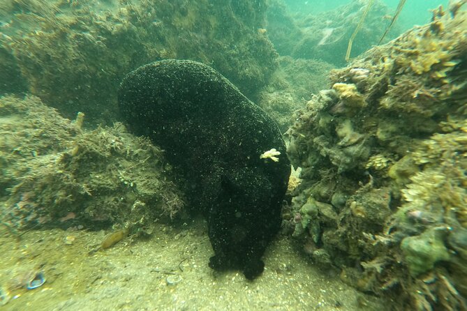 Snorkel San Diego's Mission Bay with a Marine Biologist - Authentic Feedback from Travelers