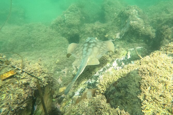 Snorkel San Diego's Mission Bay with a Marine Biologist - Who Will Love This Tour?