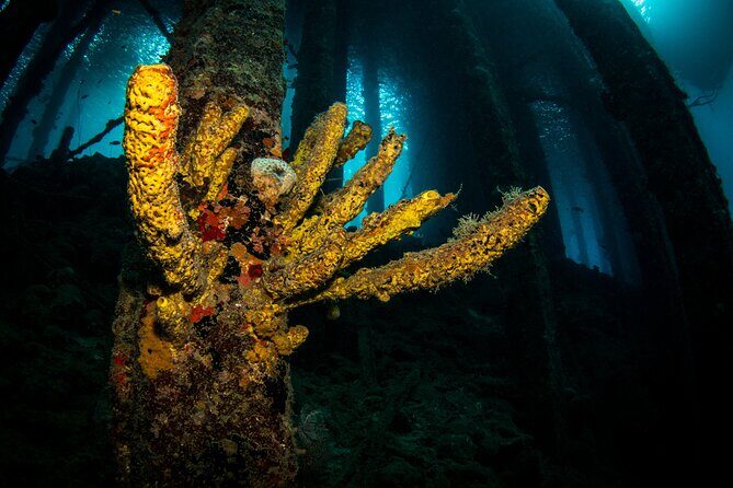 Snorkel Shore Trip with Scubaçao "East Point" - Who Will Enjoy This Tour?
