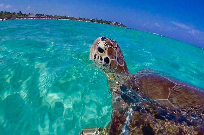 Snorkel St. John Tour from Sapphire and Margaritaville - Real Traveler Perspectives: The Heart of the Experience