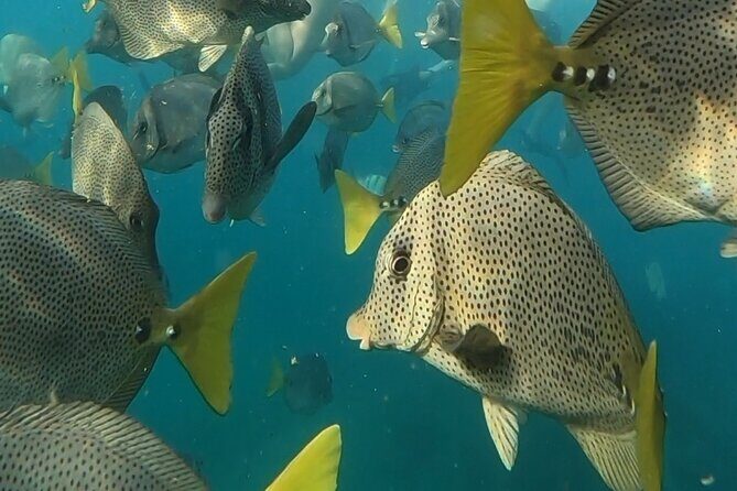 Snorkel & Sunset Sail in Cabo San Lucas - The Sum Up