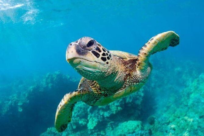 Snorkel/Swim with the Turtles Experience - Introduction