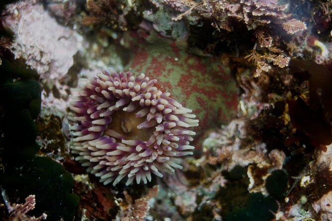 Snorkel Tour at Magic Island - Practical Tips for Travelers
