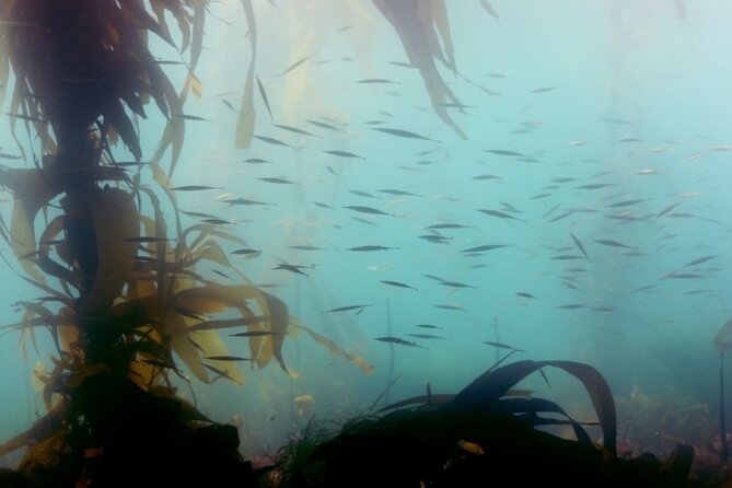 Snorkel Tour at Magic Island - Who Should Consider This Tour?
