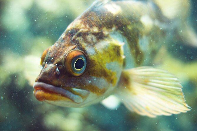 Snorkel Tour at Magic Island - FAQ