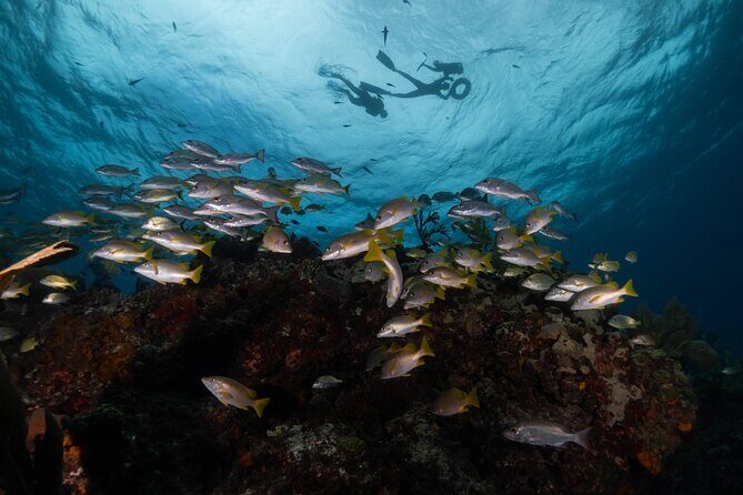 Snorkel Tour at Musa and Manchones Reef - Authentic Experiences and What Travelers Say