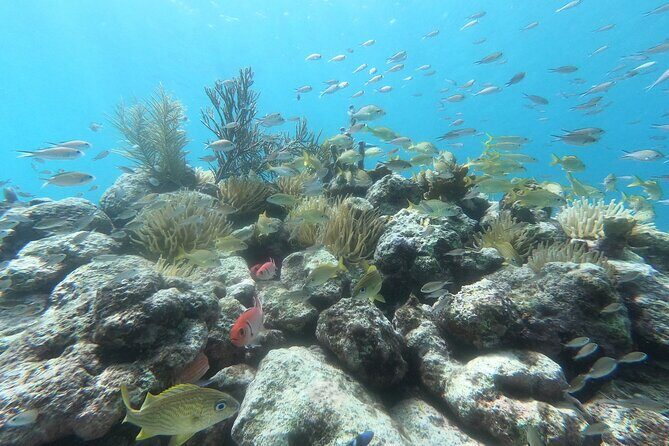 Snorkel Tour in Curacao - FAQ