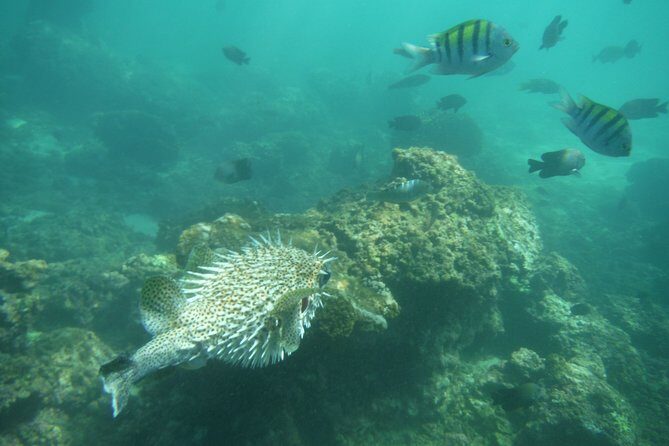 Snorkel Tour in Las Gatas Water Break - FAQ