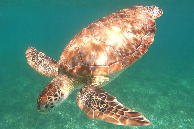 Snorkel Tour on the Costa Maya with experienced Guid - An In-Depth Look at the Costa Maya Snorkel Tour