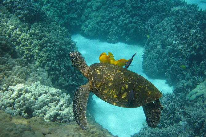 Snorkel Tour to Captain Cook Monument Kailua-Kona, Big Island - Who Will Love This Tour?