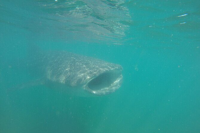 Snorkel Tour with Whale Shark in La Paz - An In-Depth Look at the Whale Shark Snorkel Tour