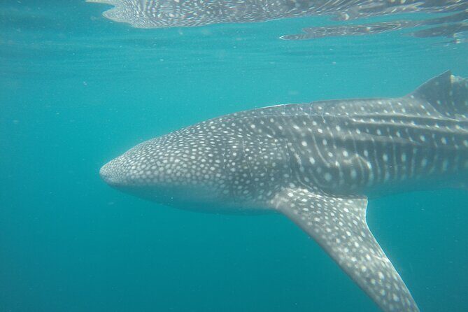 Snorkel Tour with Whale Shark in La Paz - FAQ
