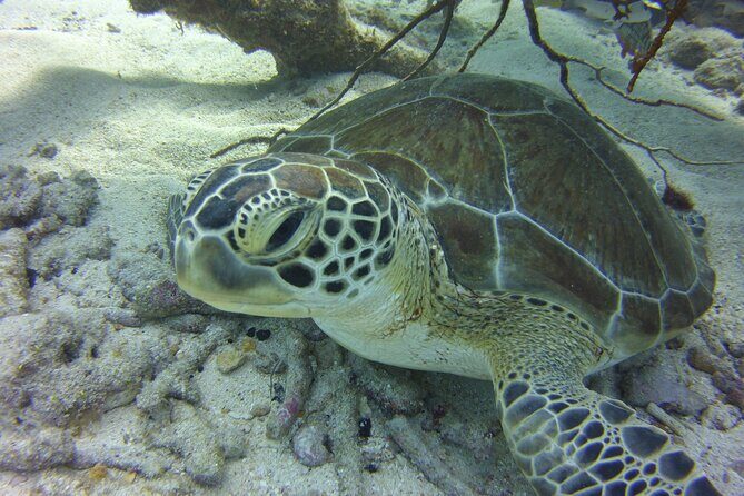 Snorkel Tours to Key Largo reef for up to 6 people-INCLUDES GEAR! - Frequently Asked Questions