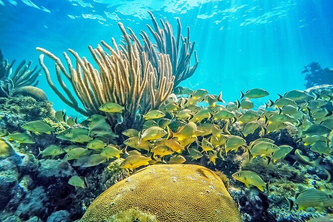 Snorkel Tours to Shallow Coral Reefs at Pennekamp Underwater Park - Key Points
