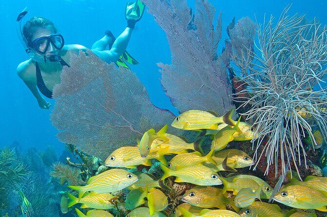 Snorkel Tours to Shallow Coral Reefs at Pennekamp Underwater Park - An Honest Look at the Experience