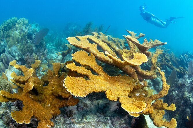Snorkel Tours to Shallow Coral Reefs at Pennekamp Underwater Park - FAQ