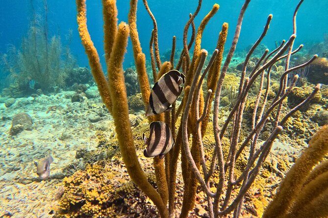 Snorkel Trip on a Catamaran Yacht All Inclusive Experience - Authentic Perspectives from Travelers