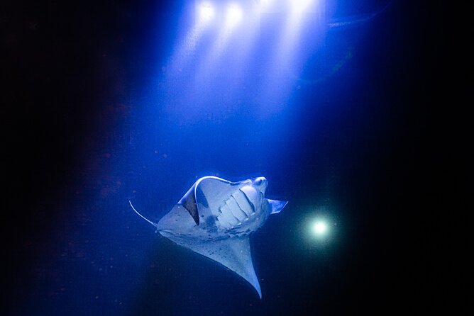 Snorkel With Giant Manta Rays In Kailua Kona - Why This Tour Is a Good Deal