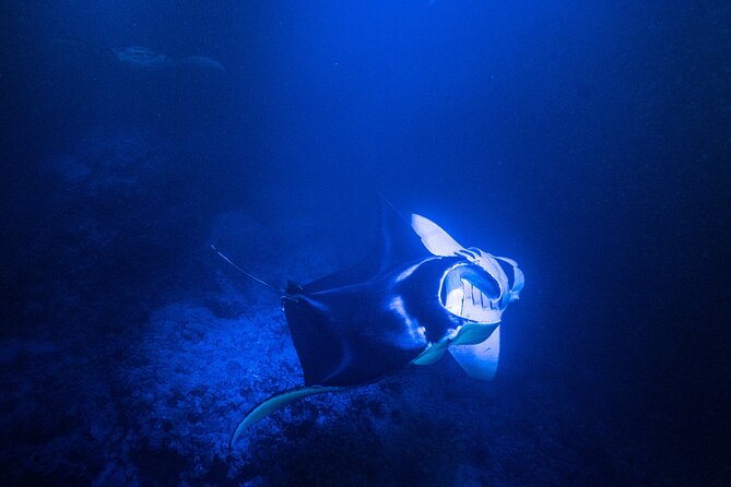 Snorkel With Giant Manta Rays In Kailua Kona - The Group Size and Atmosphere