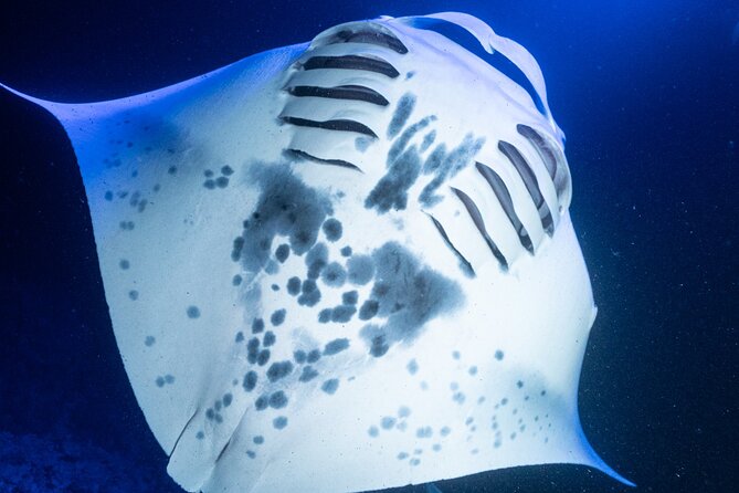 Snorkel With Giant Manta Rays In Kailua Kona - Authentic Traveler Feedback