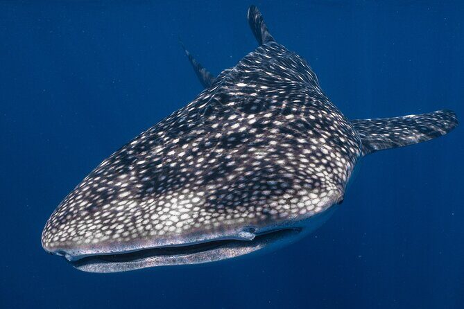 Snorkel with Giants at Ningaloo Reef - Key Points