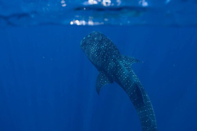 Snorkel with Giants at Ningaloo Reef - An In-Depth Look at the Tour Experience