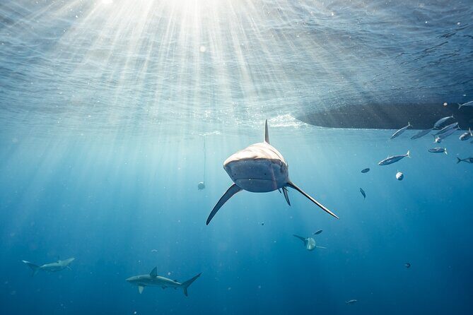 Snorkel with sharks on the North Shore of Oahu - Practical Details