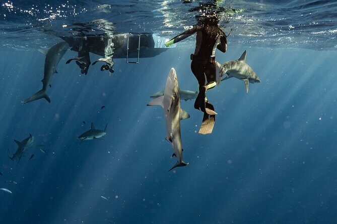 Snorkel with sharks on the North Shore of Oahu - Is It Worth the Price?